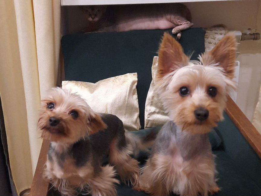 Йоркширский терьер