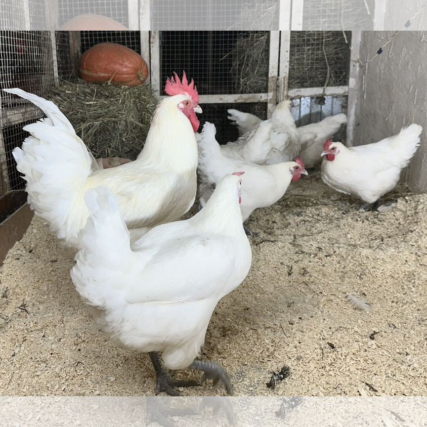 Бресс гальские