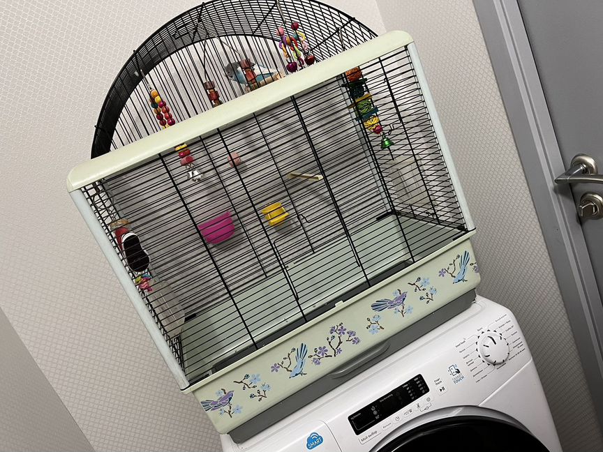 Попугай Вита + большая клетка