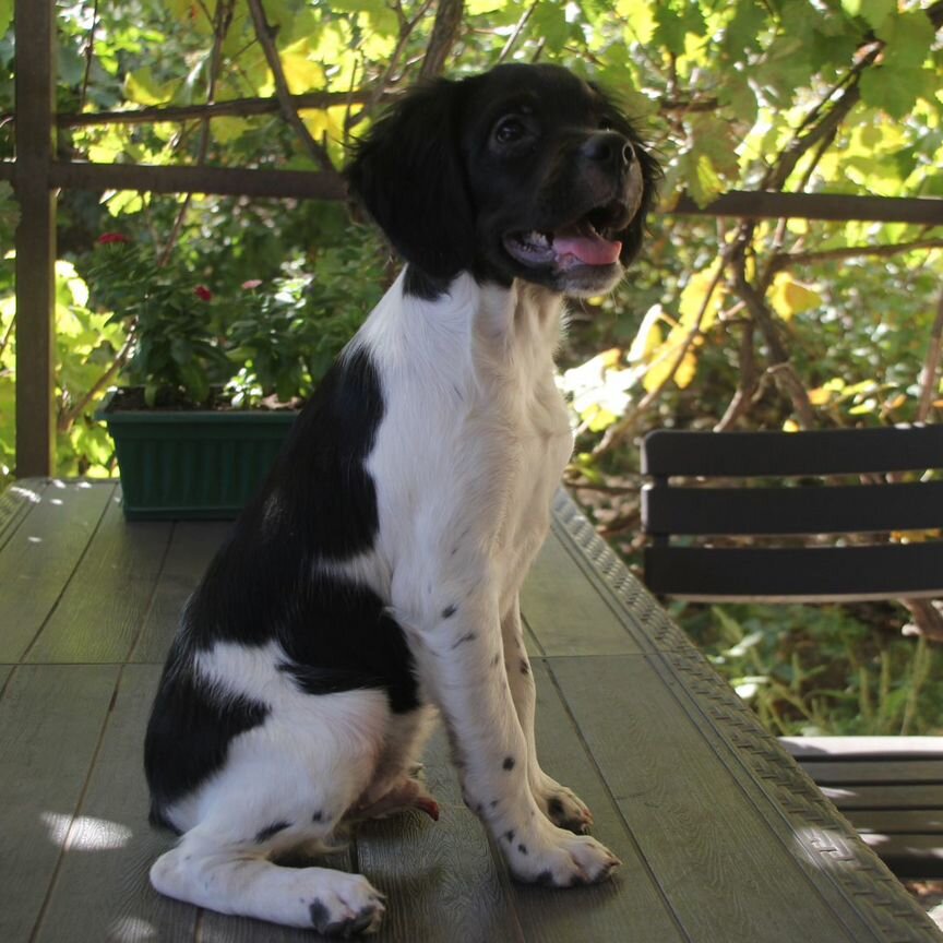 Щенок бретонский эпаньоль, эпаньоль бретон