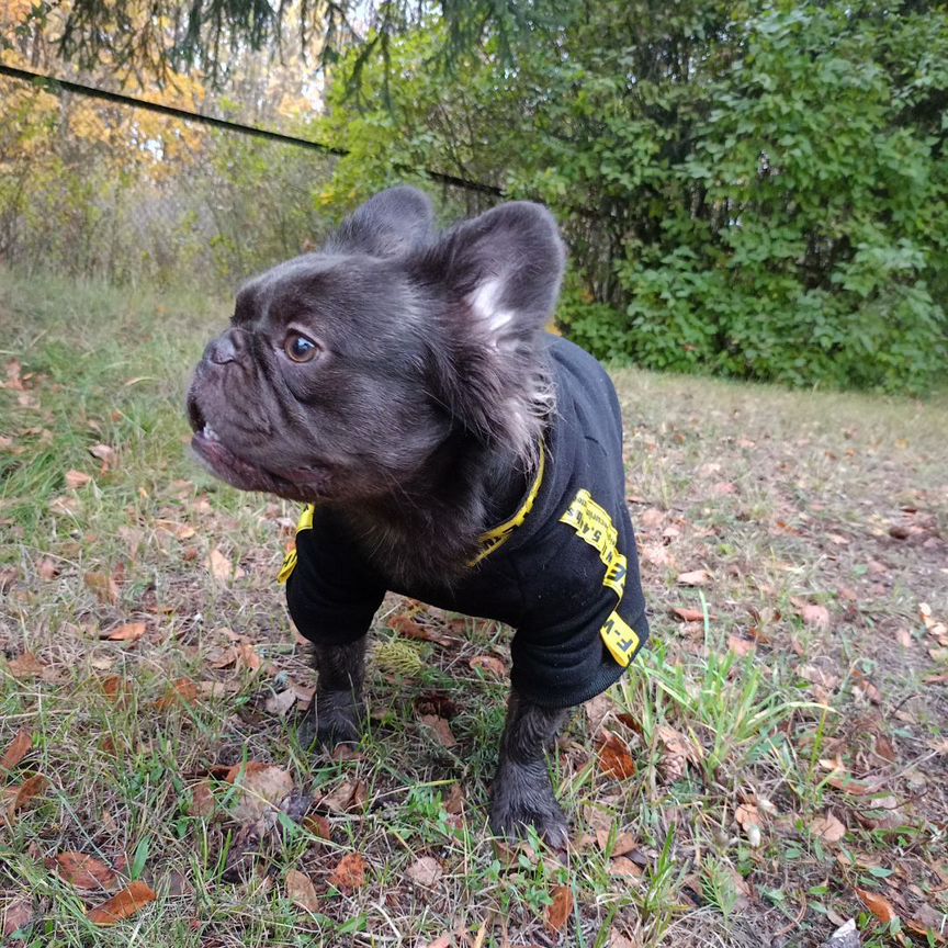 Флаффи французский бульдог вязка