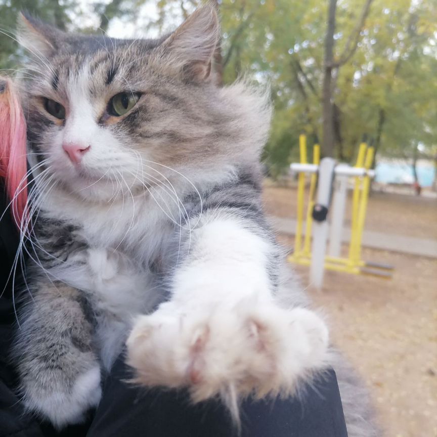 Кошка /кот,отдаем в добрые руки