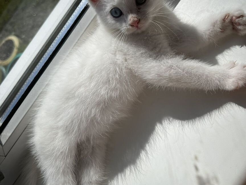 Разноглазая кошечка