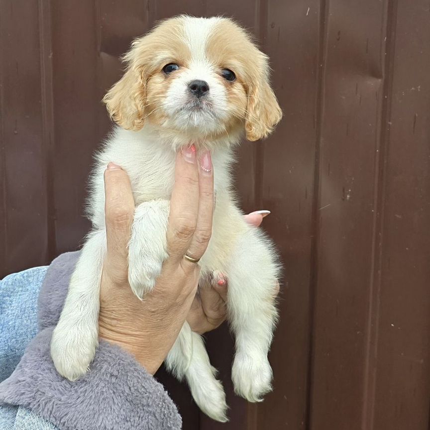 Кавалер кинг-чарльз-спаниель, щенок