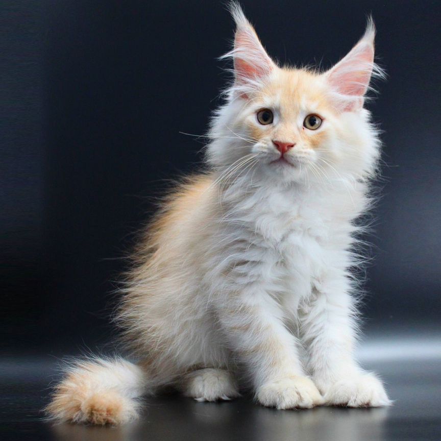 Мейн-кун котёнок