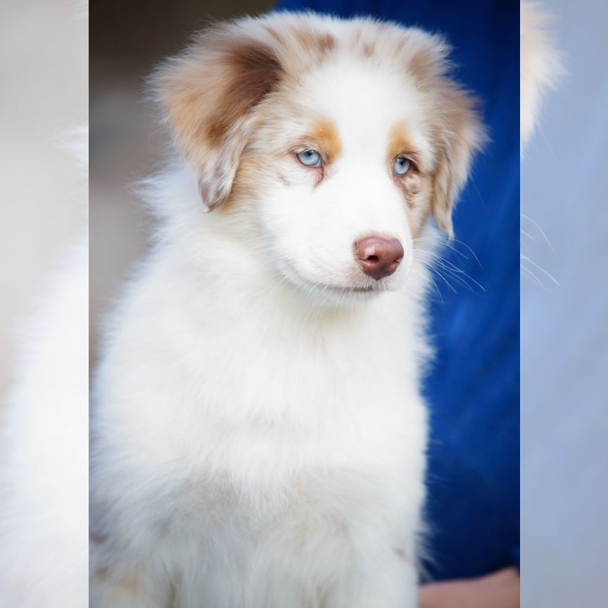 Австралийская овчарка, щенок