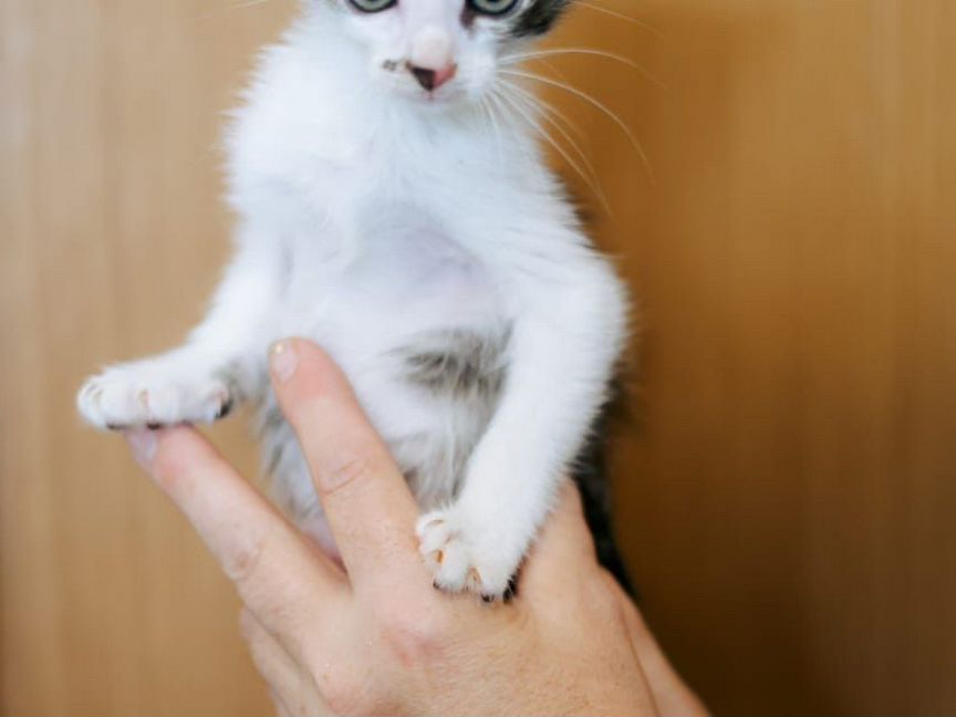 Котенок Компот-сладкий карапуз ищет дом