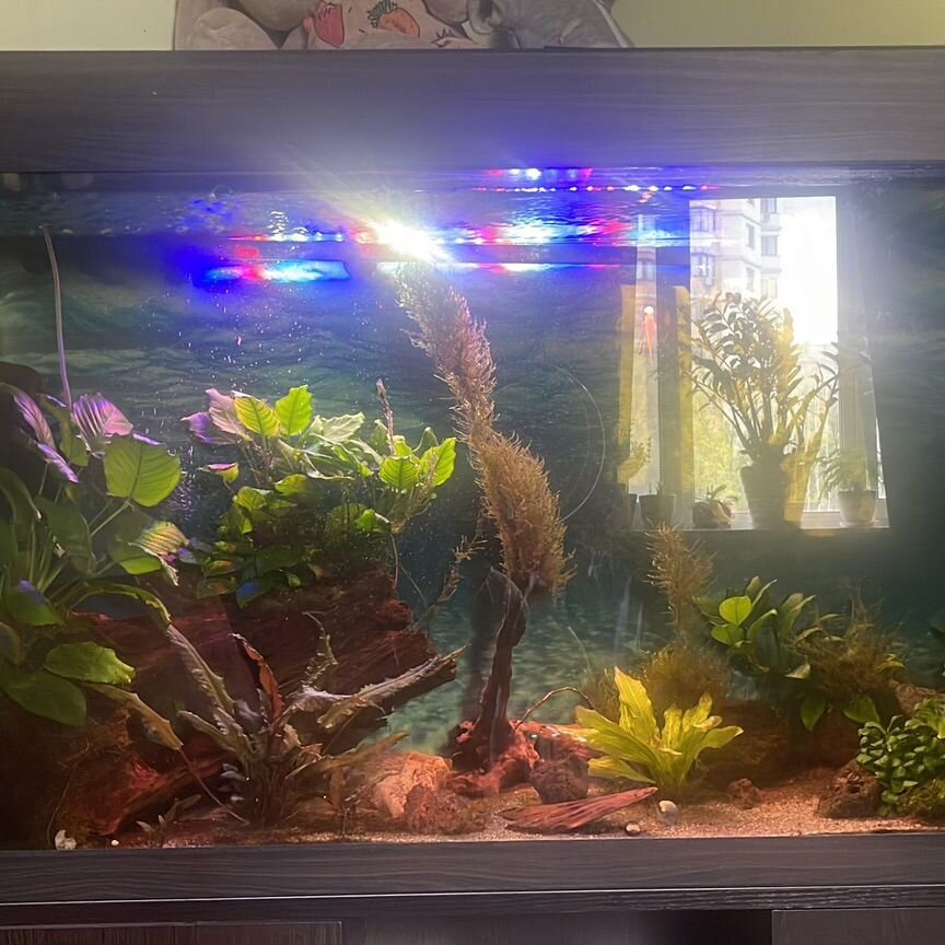 Пресноводный аквариум 230 литров