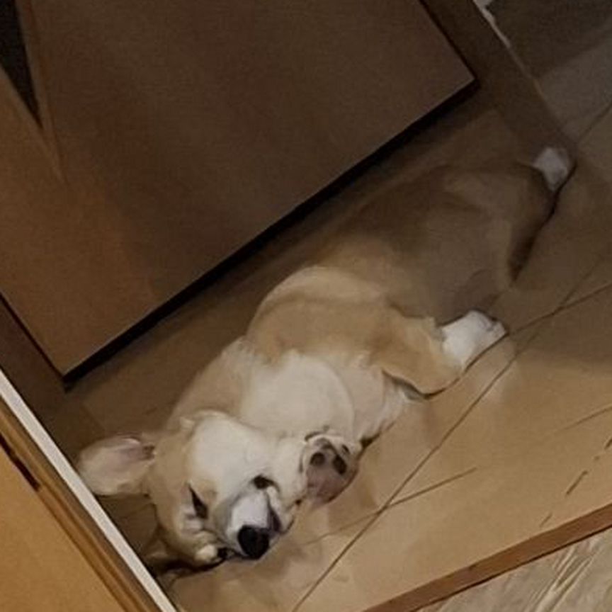 Вельш Корги Пемброк, щенок