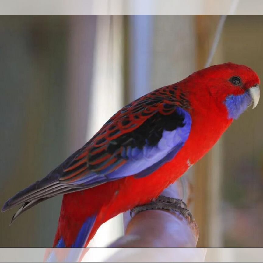 Попугай пенантовая розелла