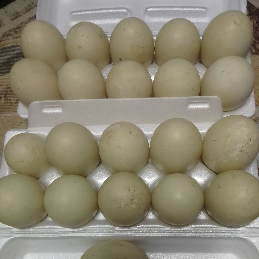 Утиные яйца