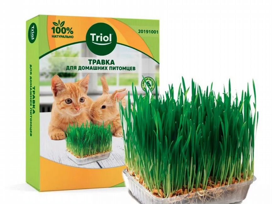 Пшеница для проращивания