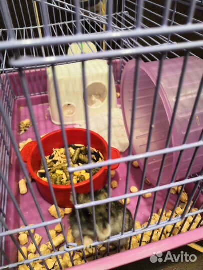 Хомяк с клеткой