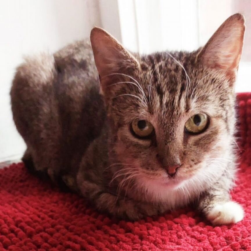 Кошечка, которая нуждается в доме и любви