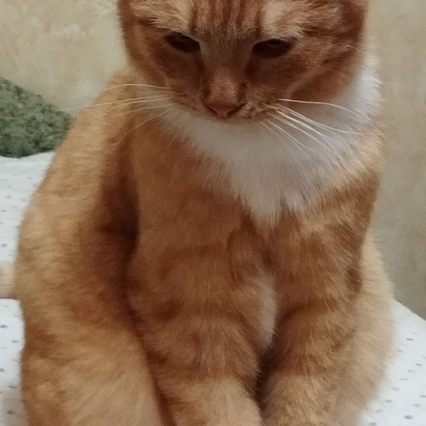 Домашние животные кошки