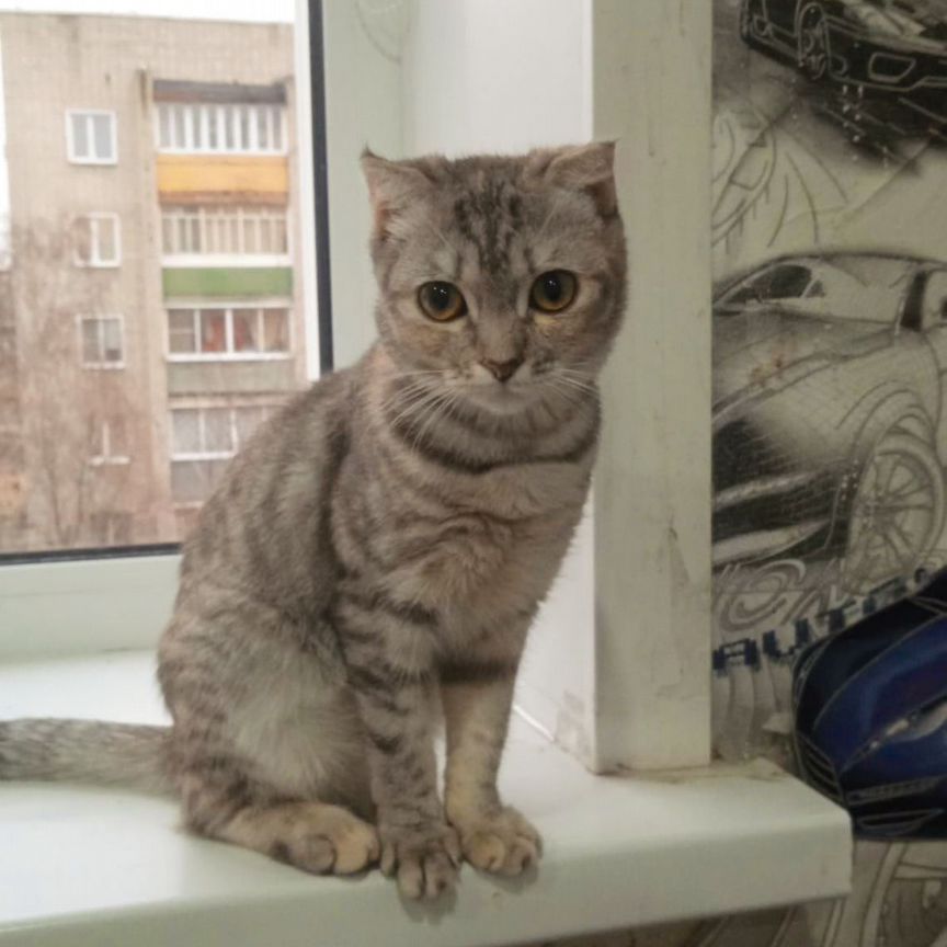 Кошки в добрые руки бесплатно