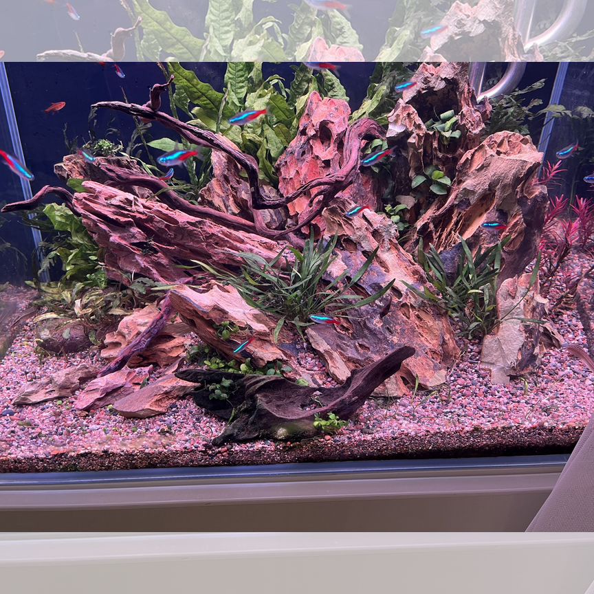 Бронь Аквариумные рыбки в дар