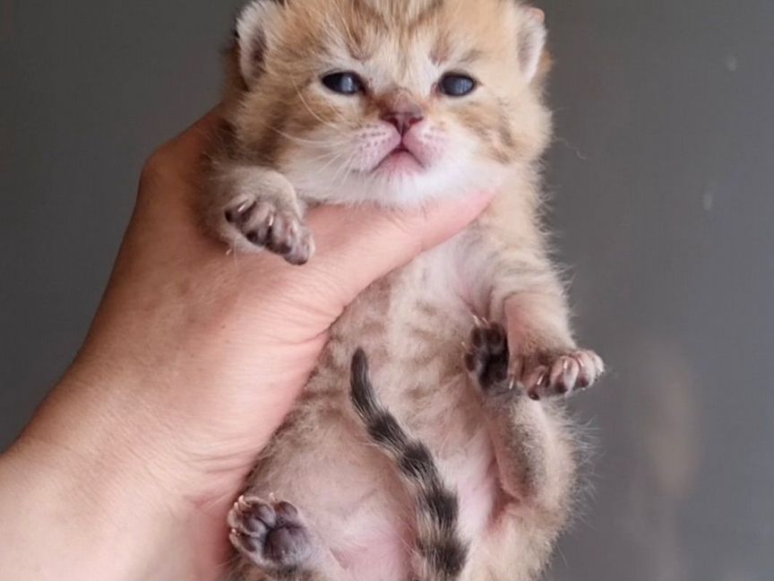 Золотой мальчик