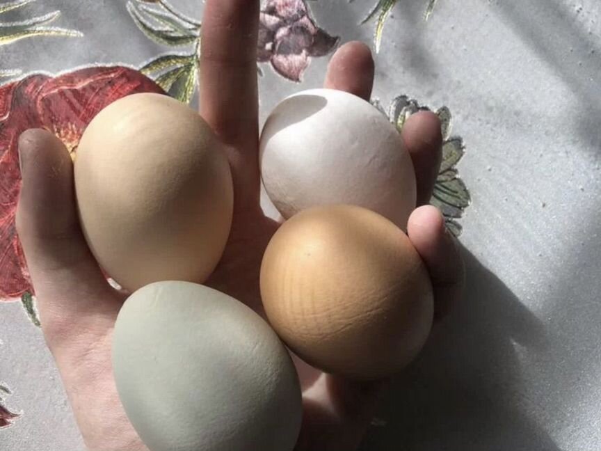 Гусиные и куриные яйца