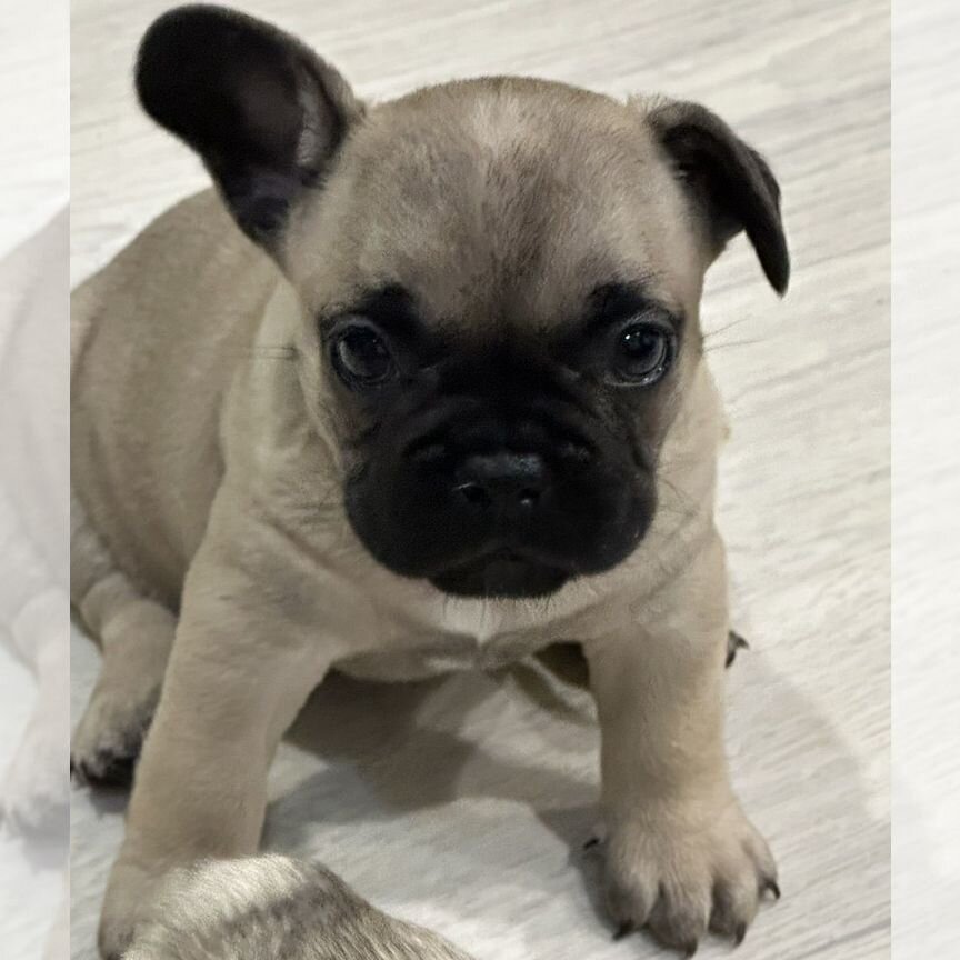 Французский бульдог щенки