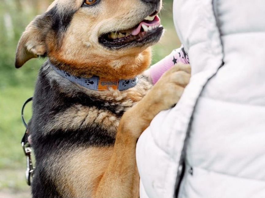 Отдам в хорошие руки