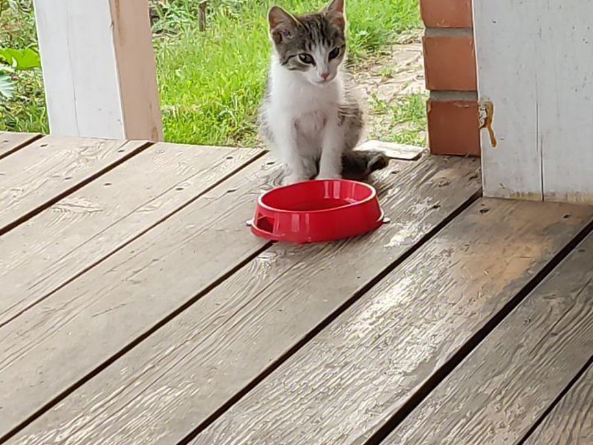 Отдам котенка в добрые руки