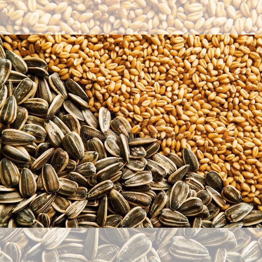 Зерно семечки