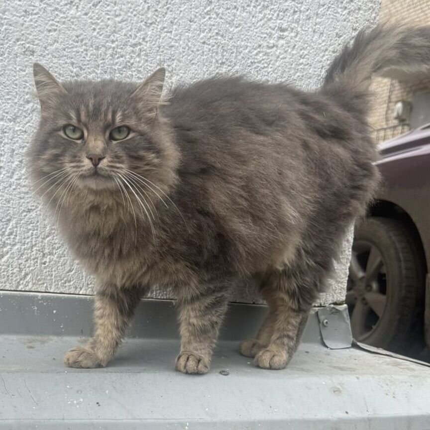 Взрослая кошка в добрые руки