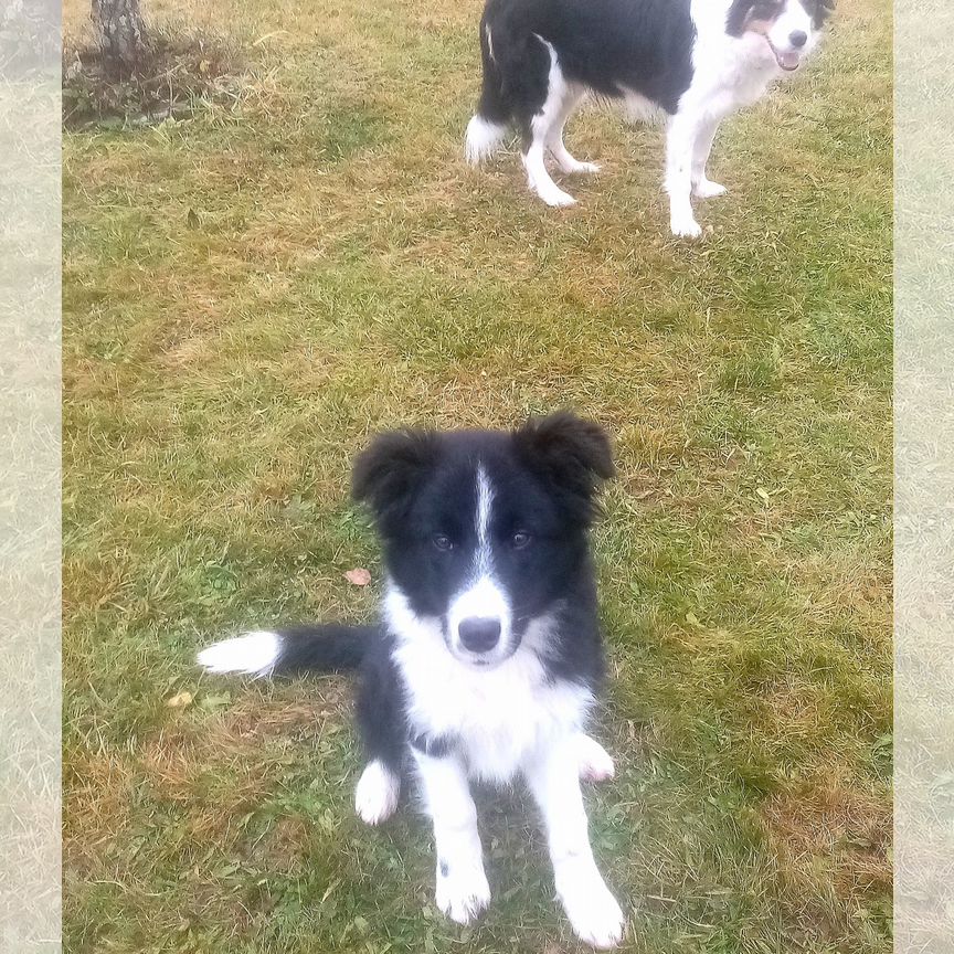 Бордер-колли, щенок