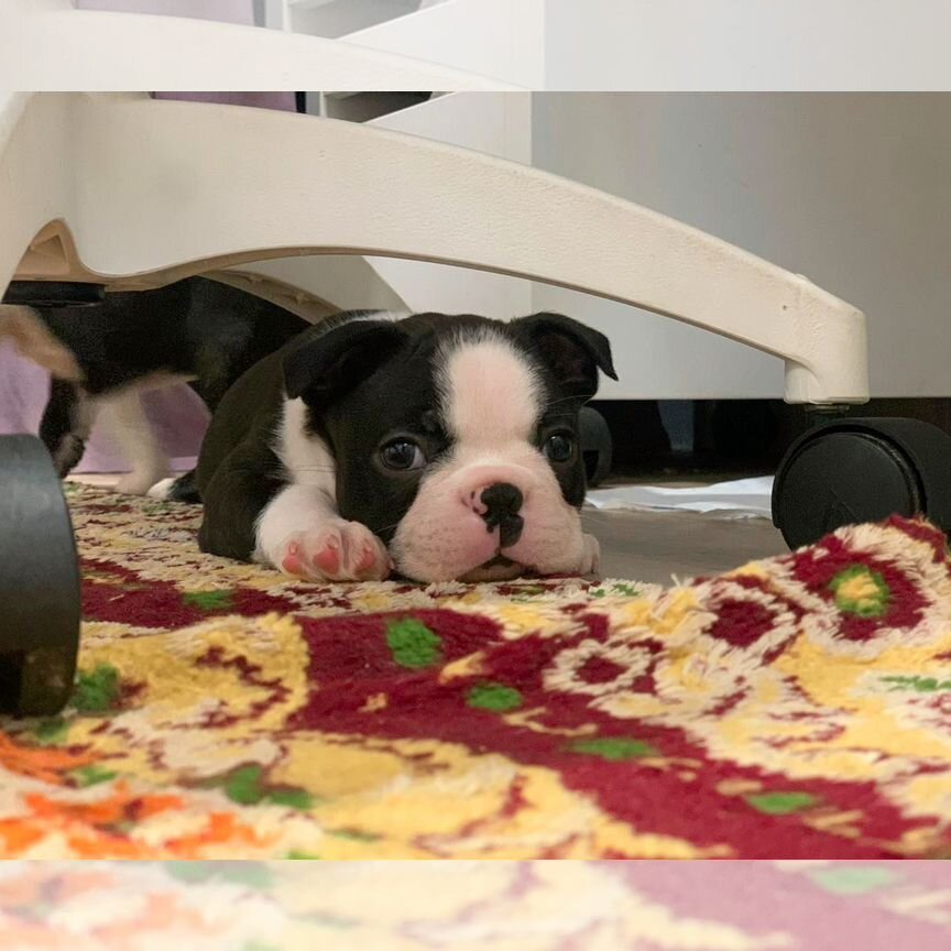 Щенки boston терьер