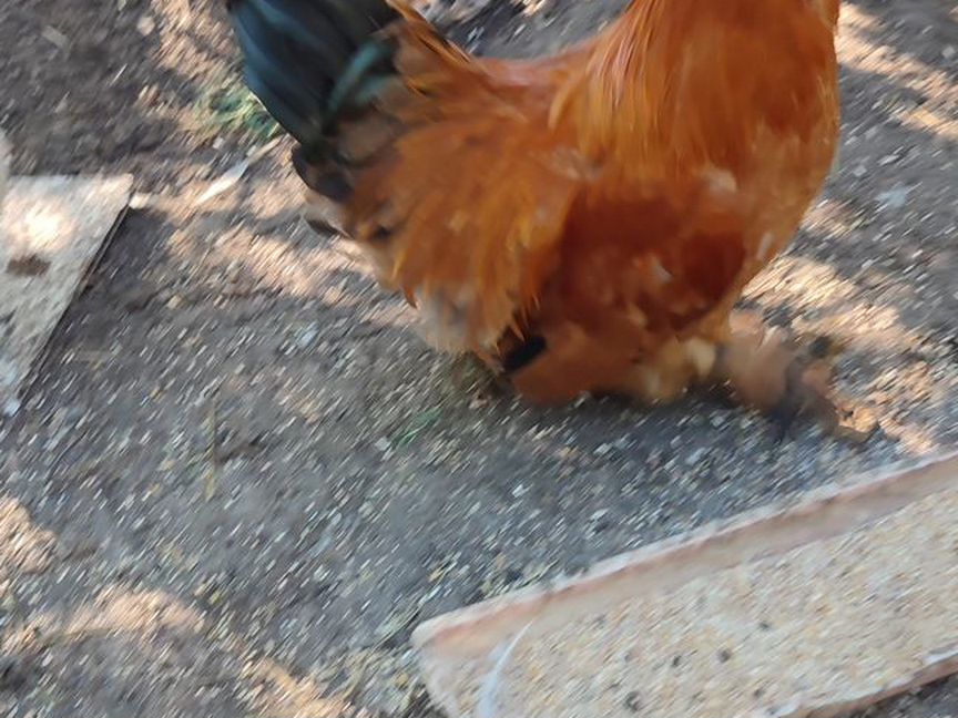 Декоративные петушки