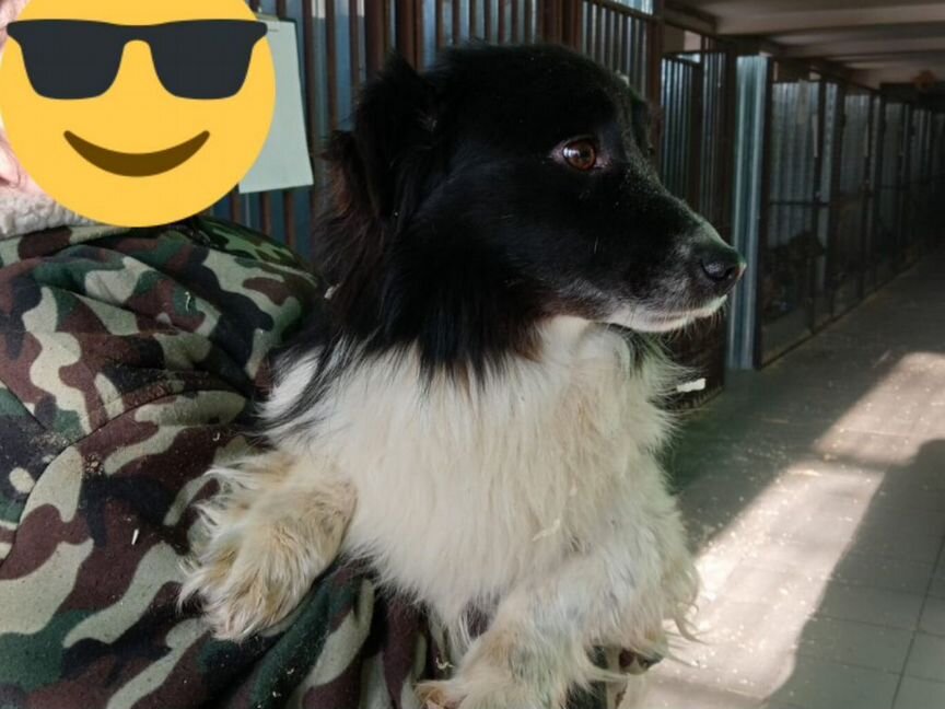 Небольшой пёс компаньон