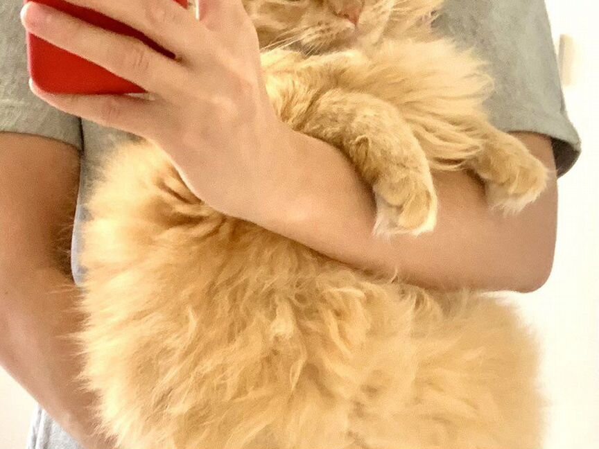 Кот сметанкин