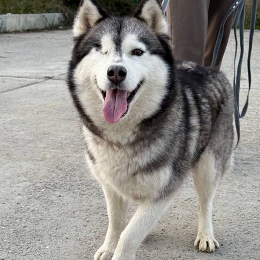 Сибирский хаски, взрослая собака