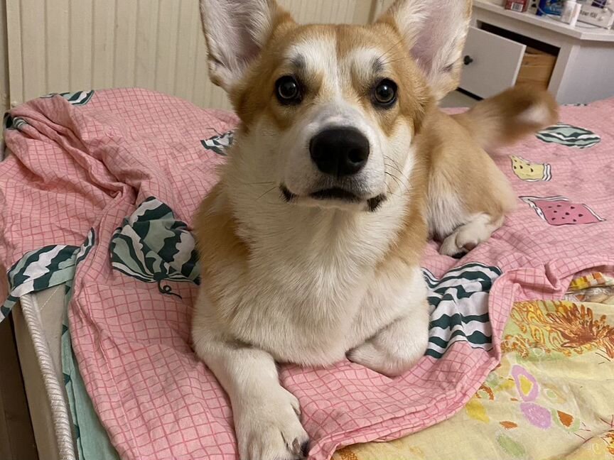 Вельш-корги пемброк вязка