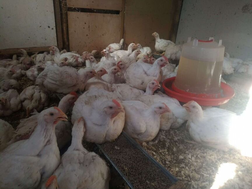 Цыплята бройлерные Кобб 700