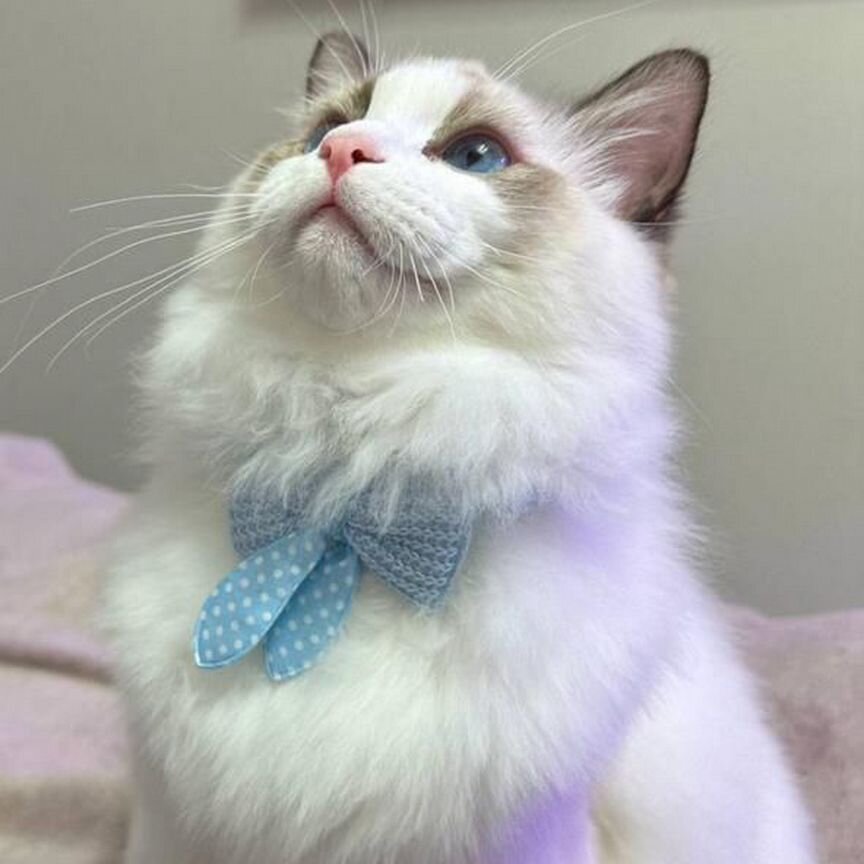 Котик породы Рэгдолл