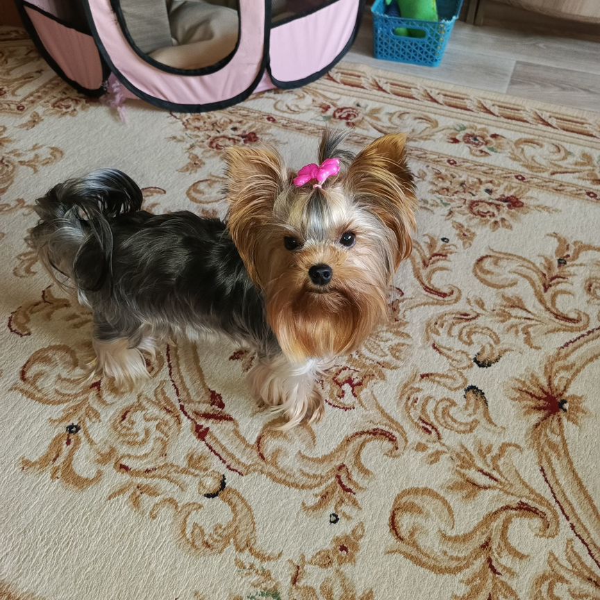 Йоркширский терьер мини девочка