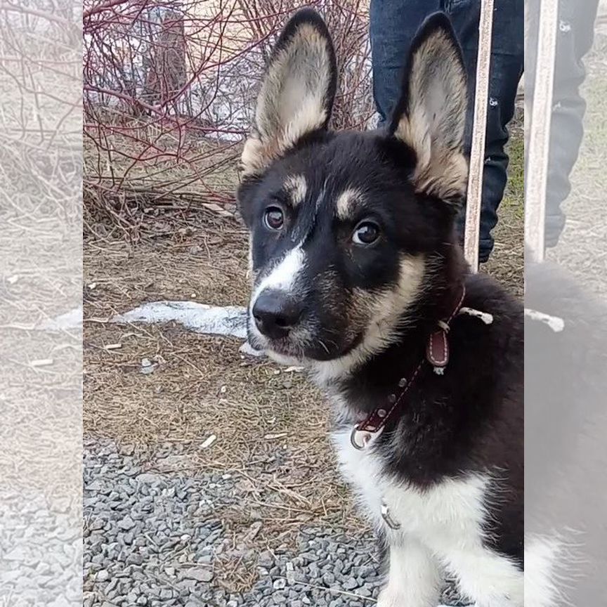 Сибирский хаски, щенок