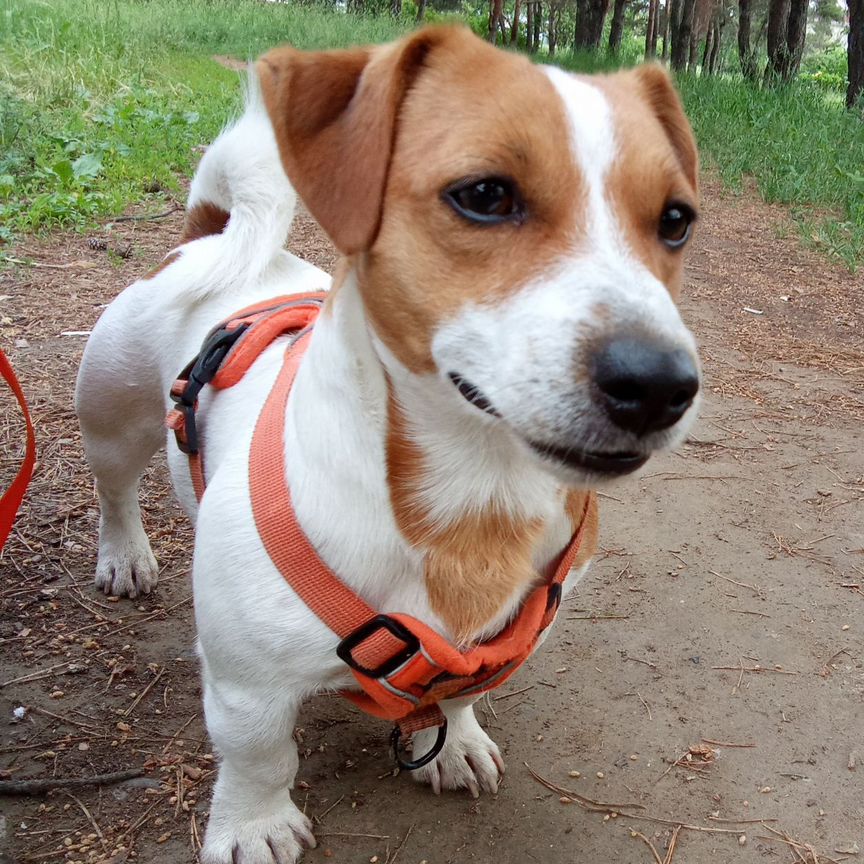 Вязка джек Рассел терьер