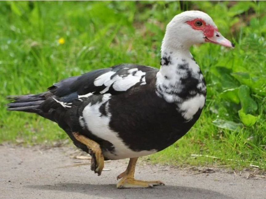 Утки на развод