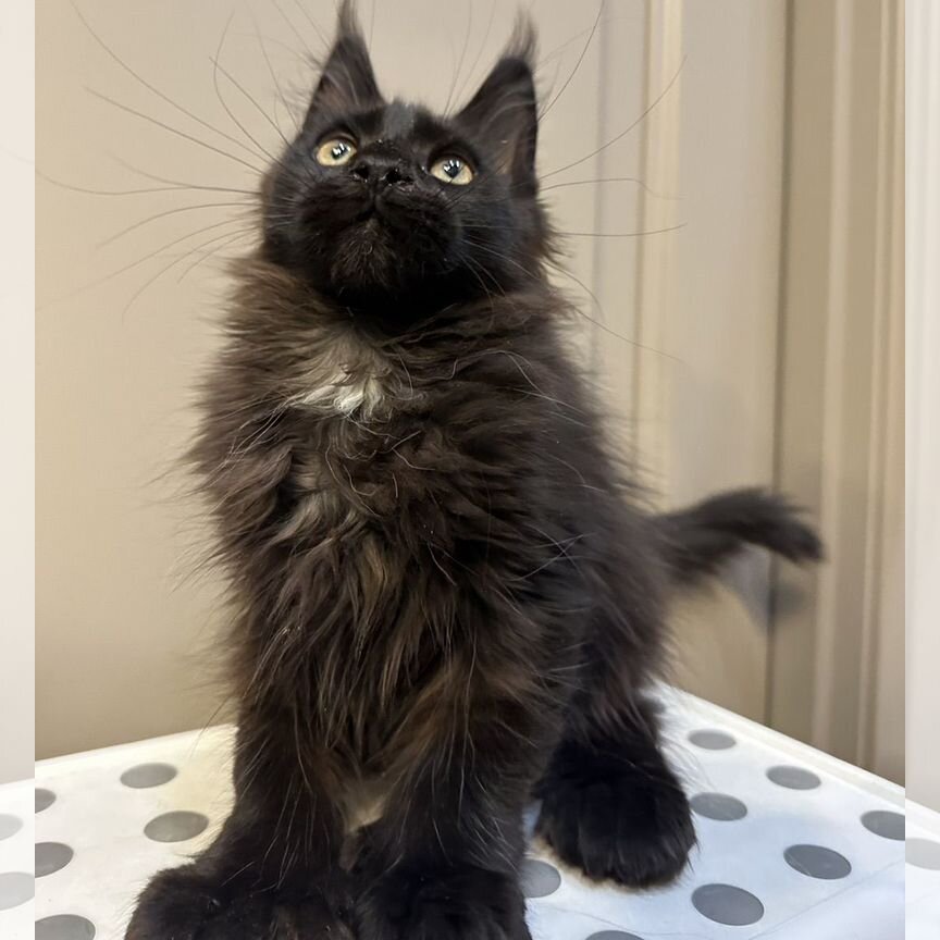 Мейн-кун котёнок