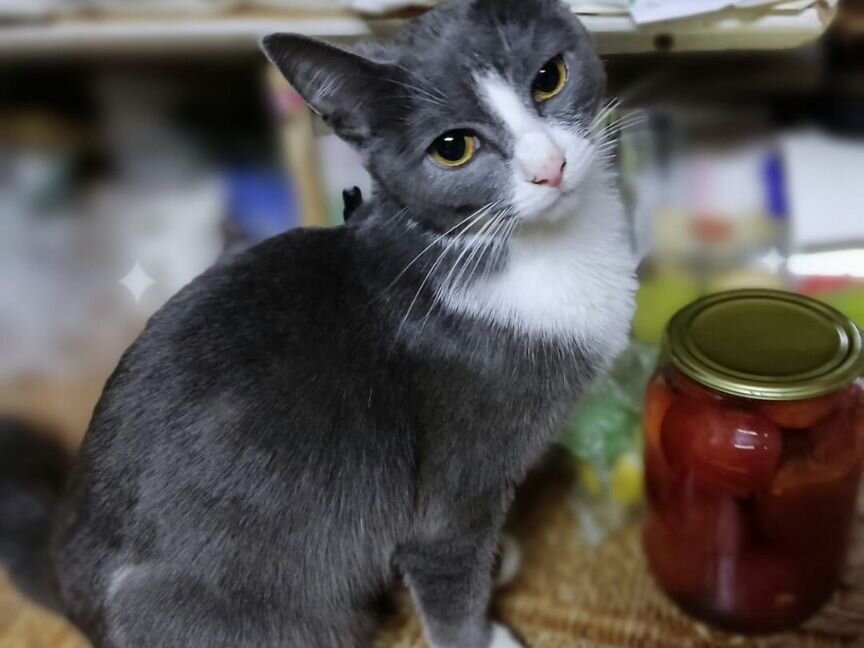 Кошка 7месяцев