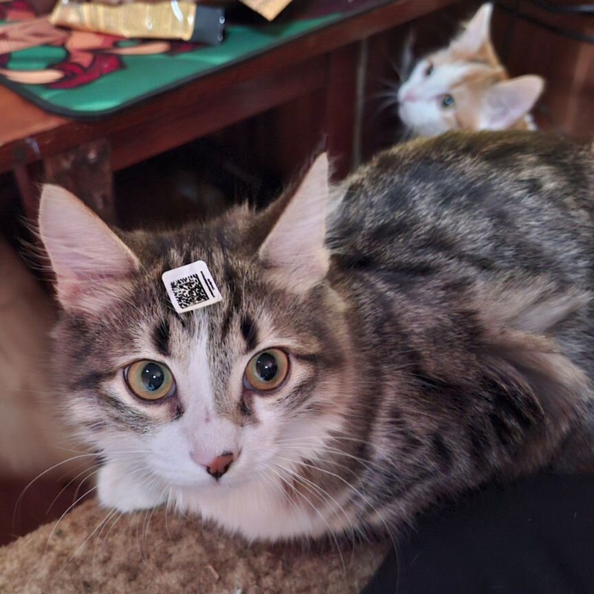 Котик Пиксель в любящую семью