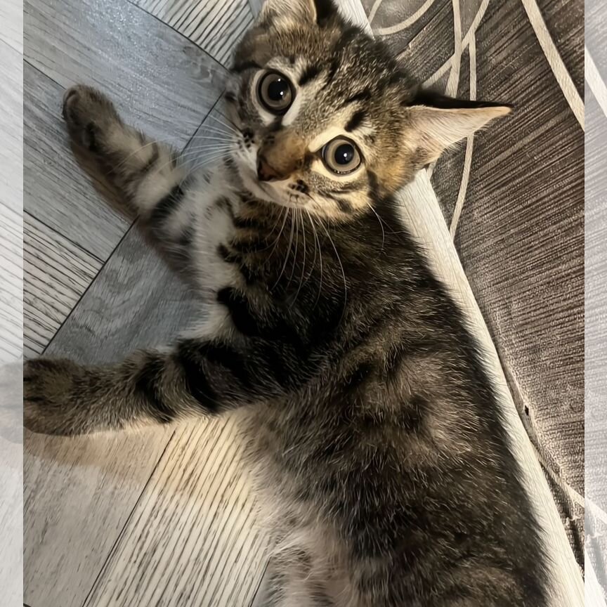 Котёнок в добрые руки