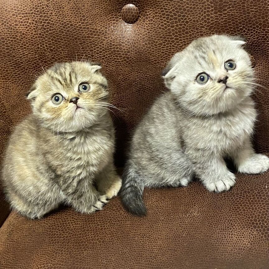 Шотландские вислоухие котята