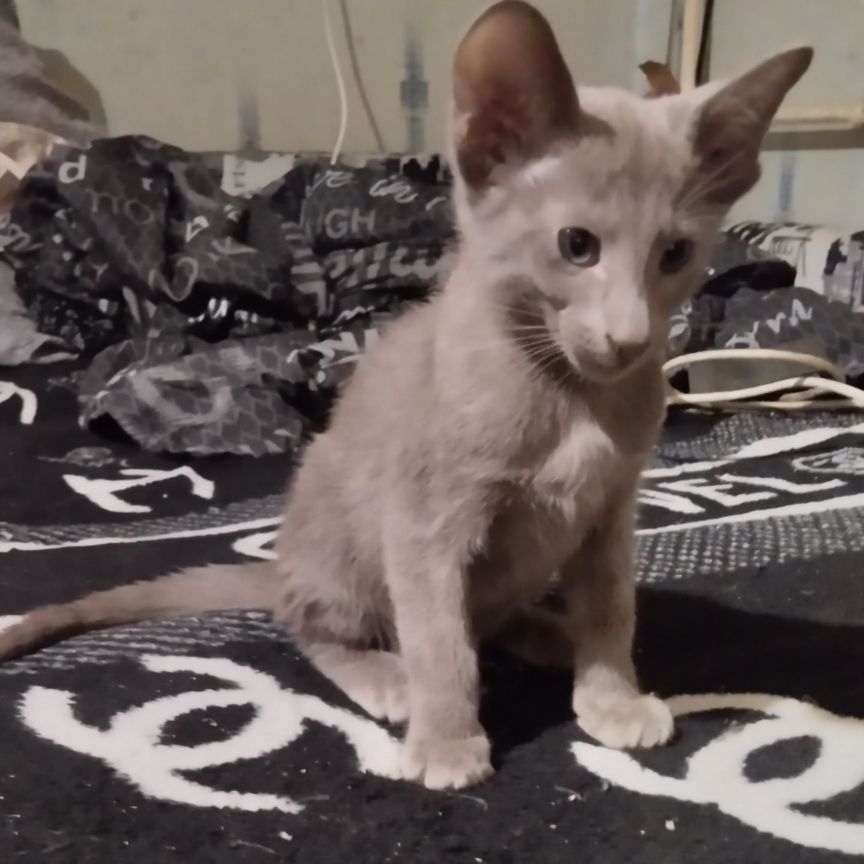 Ориентальный котёнок