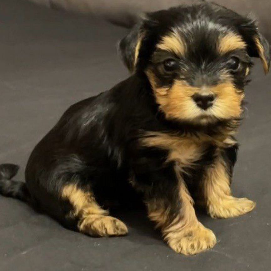 Йоркширский терьер, щенок