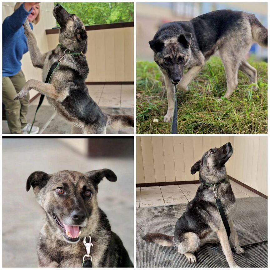 Позитивная и умнейшая собака Айзу ищет семью