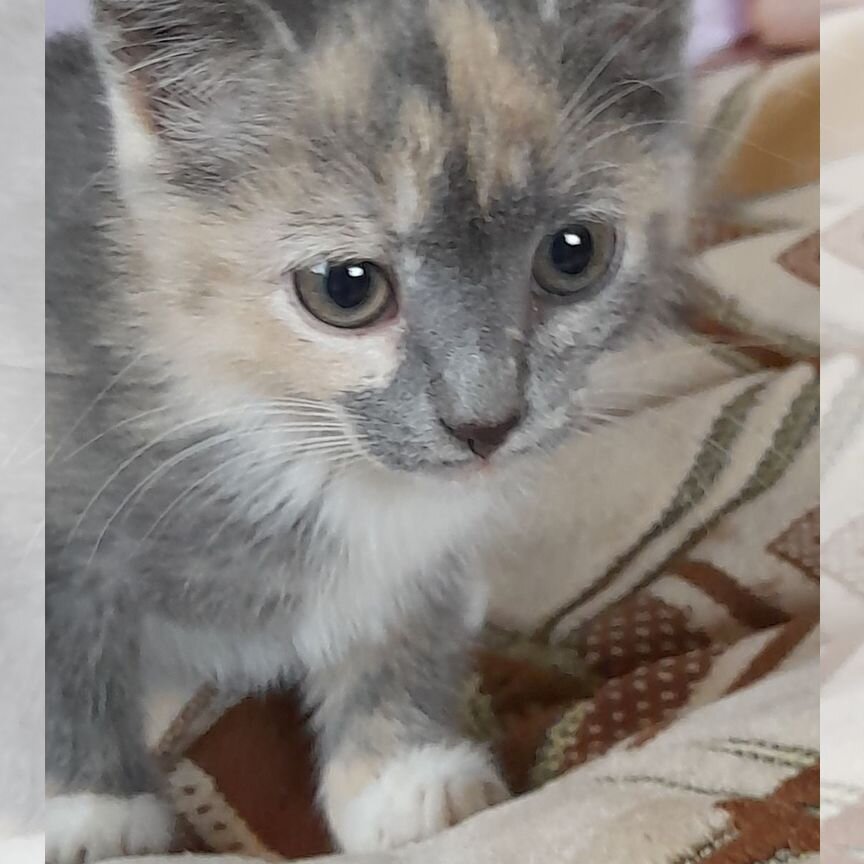 Трехцветные котята